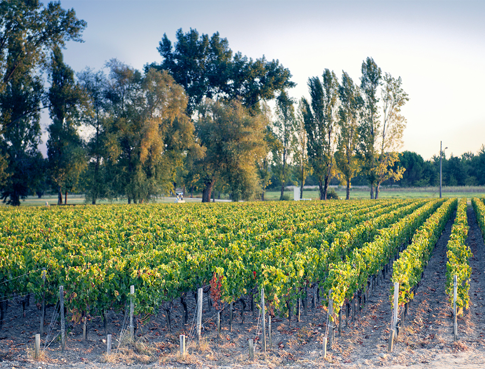 Château Siran – 2020 – Bordeaux Premium